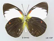 Papua Insects Foundation (Lepidoptera/Pieridae thumbnails)